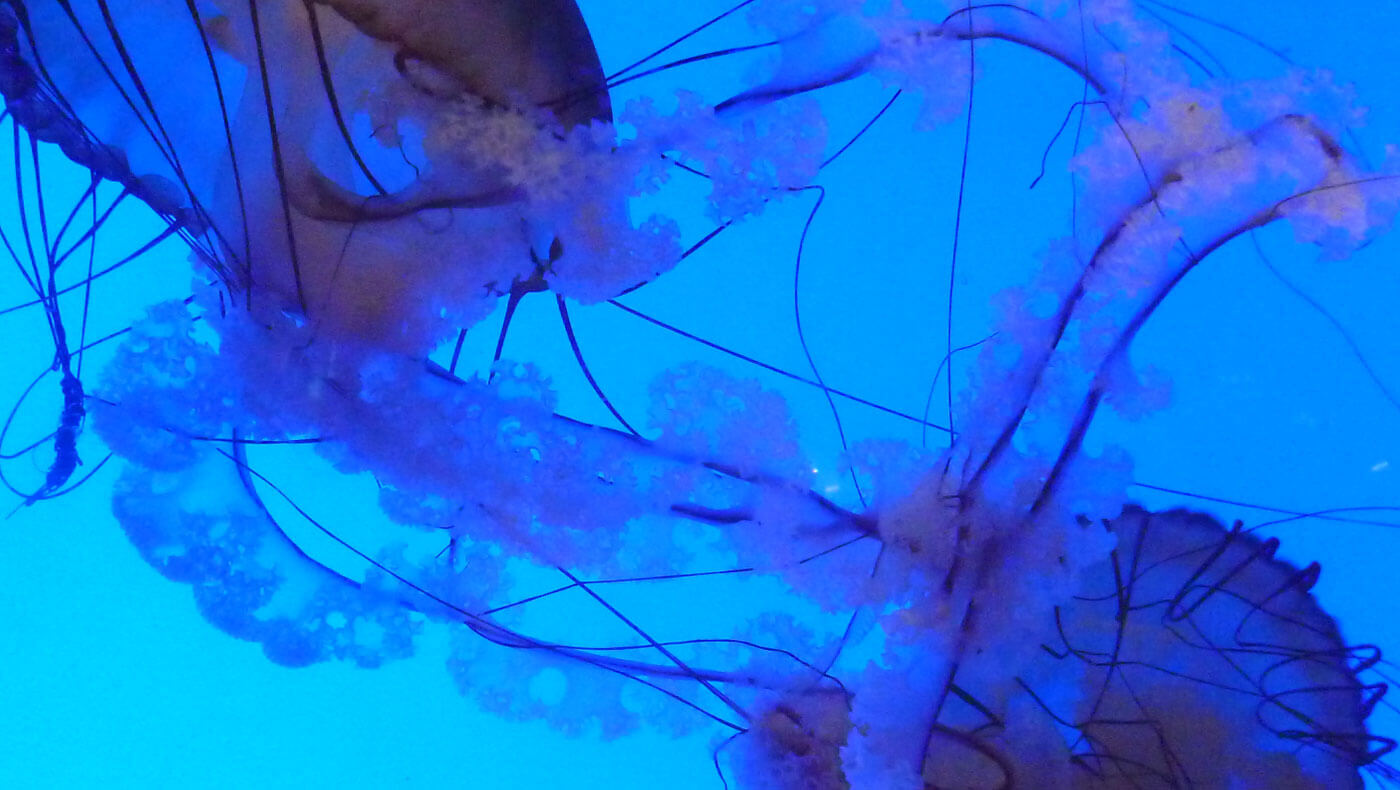 Plastics Recycling – Coperion